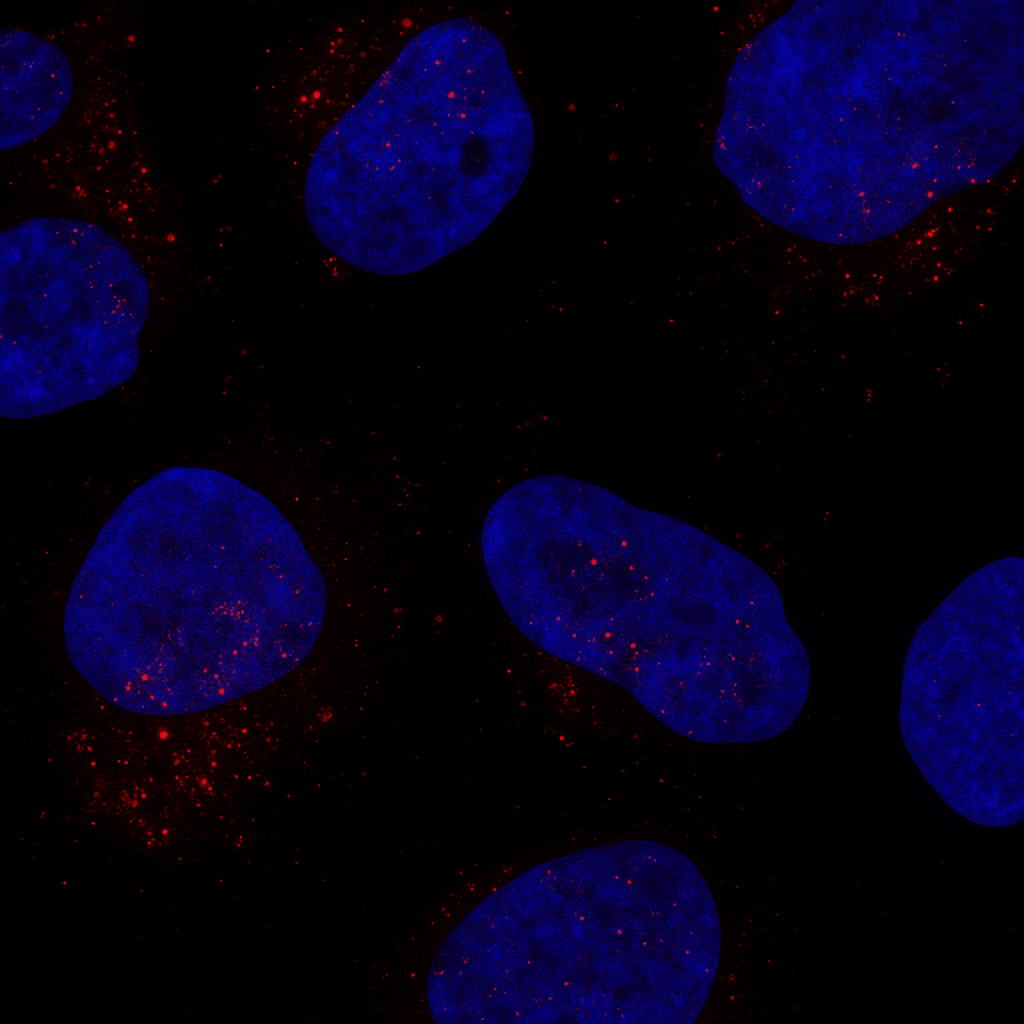 DIANA Biotechnologies | AF 647 PEG4-Alkyne